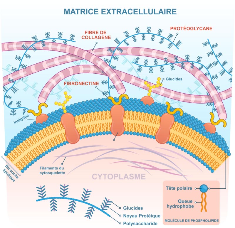 Types de Collagène | Fonctions, Bienfaits | Lequel Choisir | X115®
