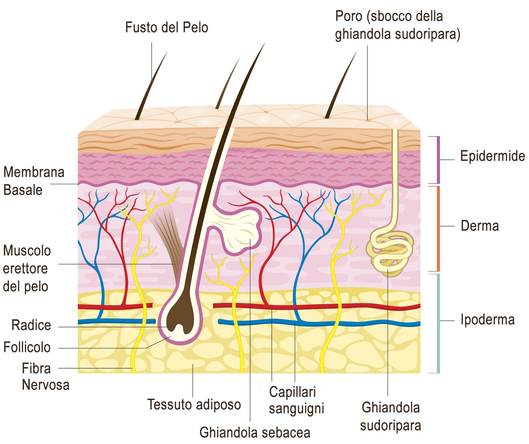 Derma | Cos'è, Com'è Fatto, Come Funziona