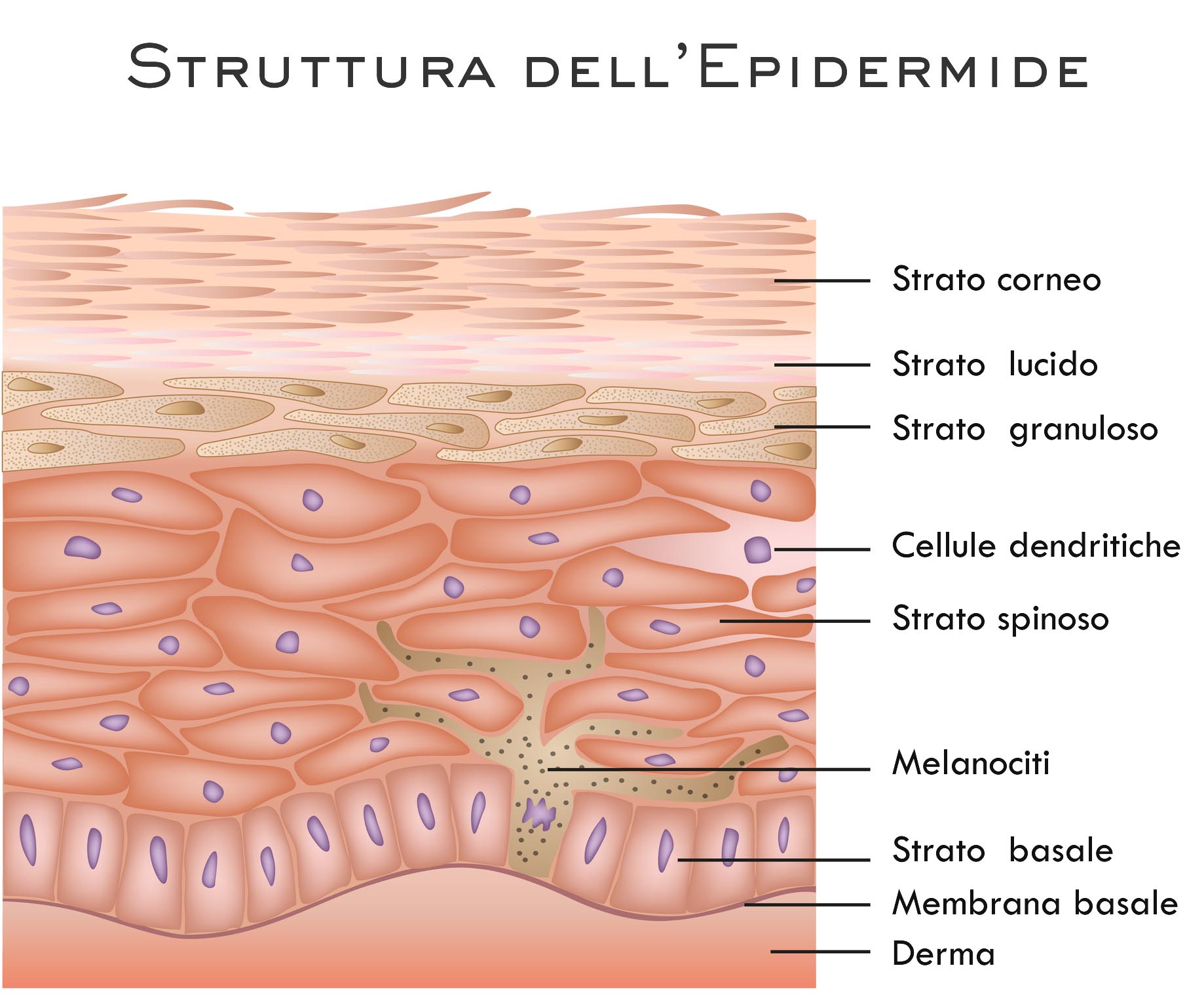 Epidermide | Struttura, Cellule, Funzioni