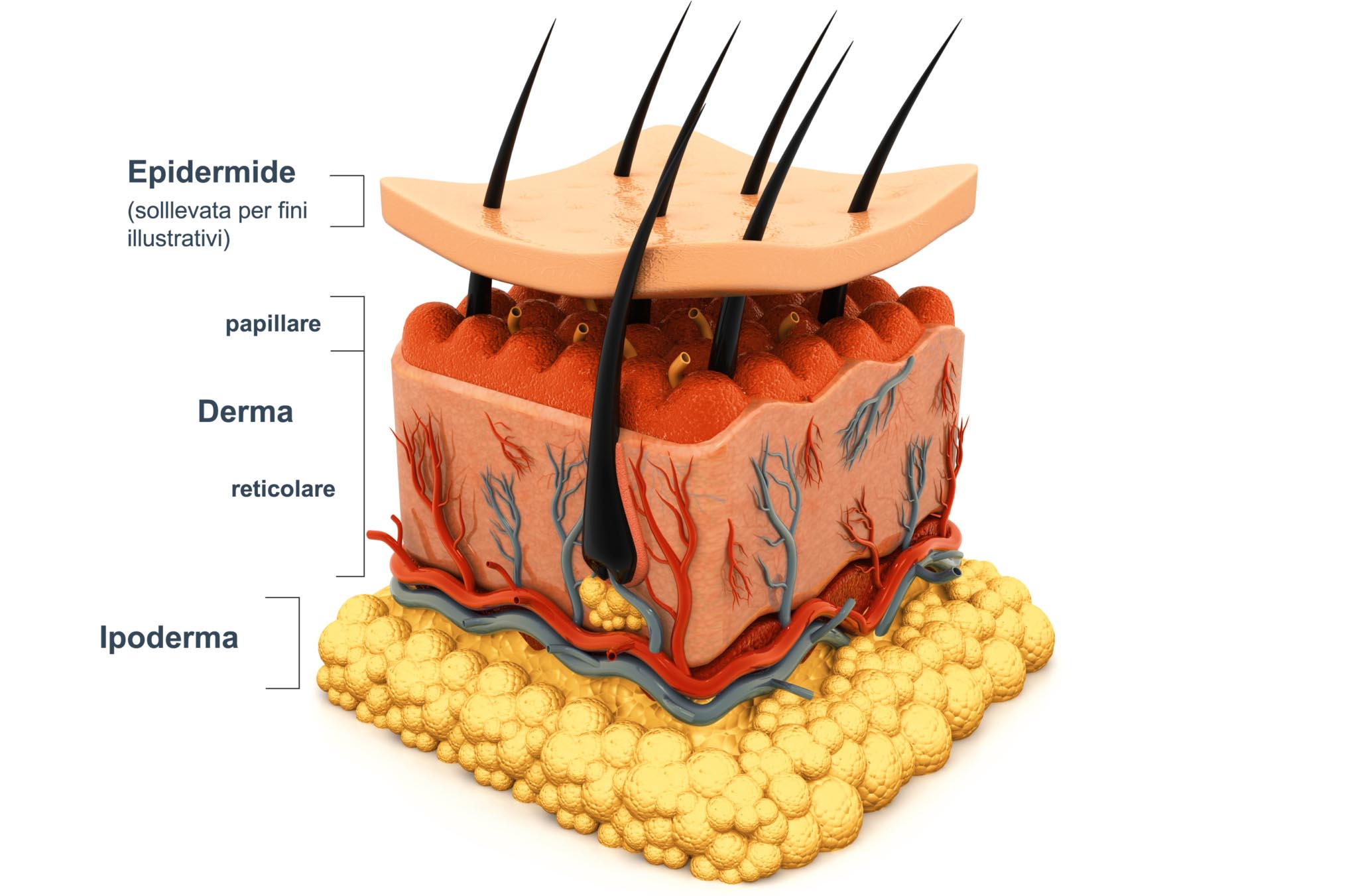 Ipoderma | Com'è Fatto, Funzioni | Lipofilling e Liposuzione | X115®