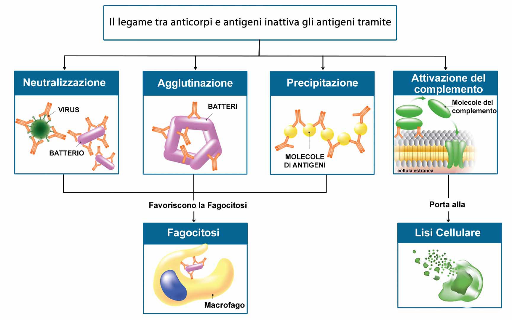 Sistema Immunitario | Com'è Fatto | Come Funziona | X115®