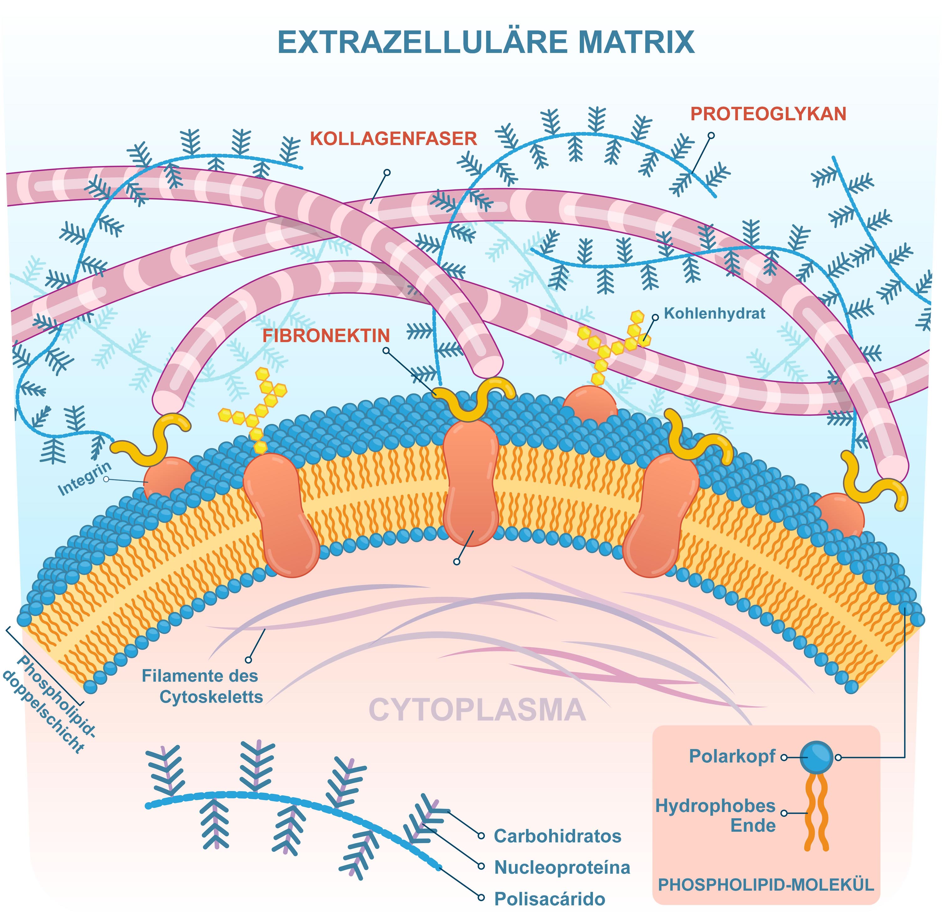 extrazelluläre-matrix | X115®