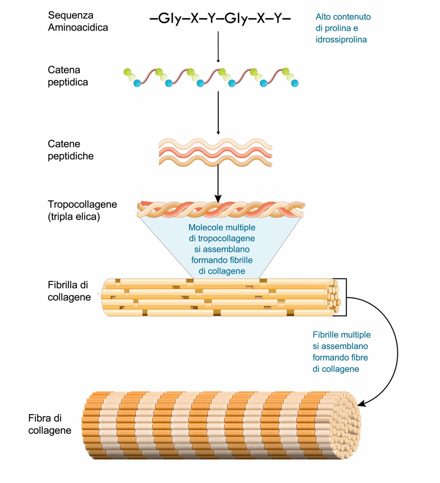Collagene Bovino | Benefici, Svantaggi | Confronto con Altri Collageni