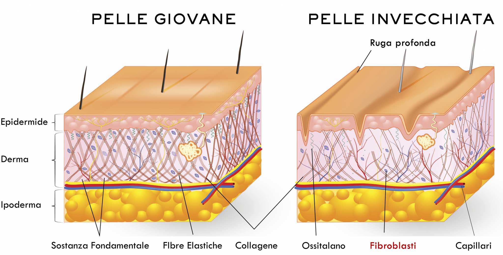 Fibroblasti | Cosa Sono? Funzioni | Come si Stimolano