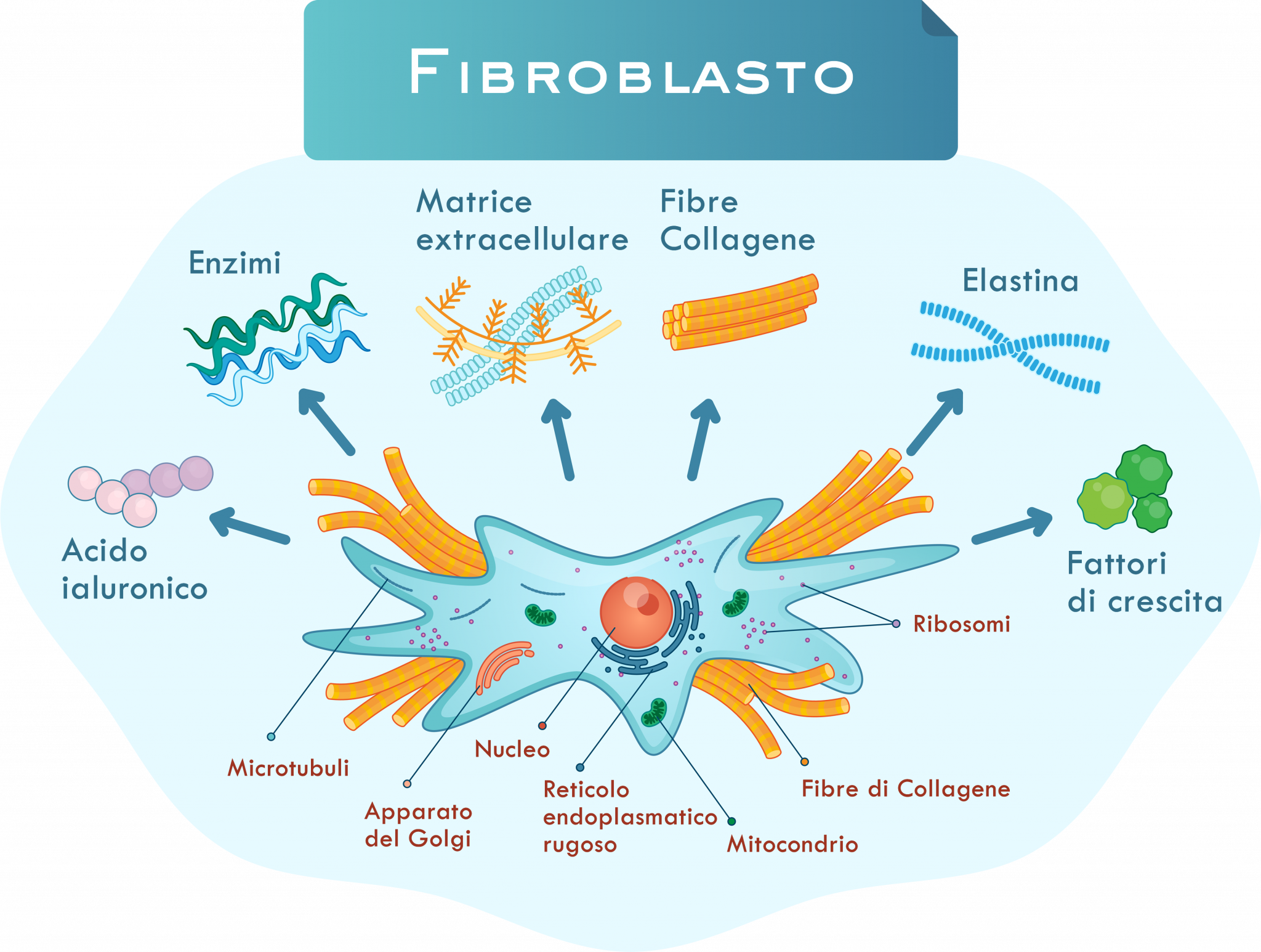 Fibroblasti | Cosa Sono? Funzioni | Come si Stimolano