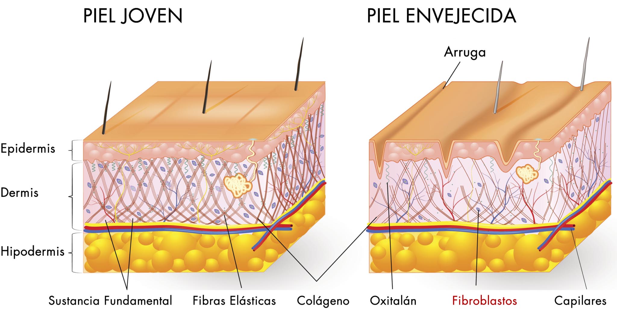 Elasticidad de la Piel | Qué es, De Qué Depende, Cómo se Aumenta
