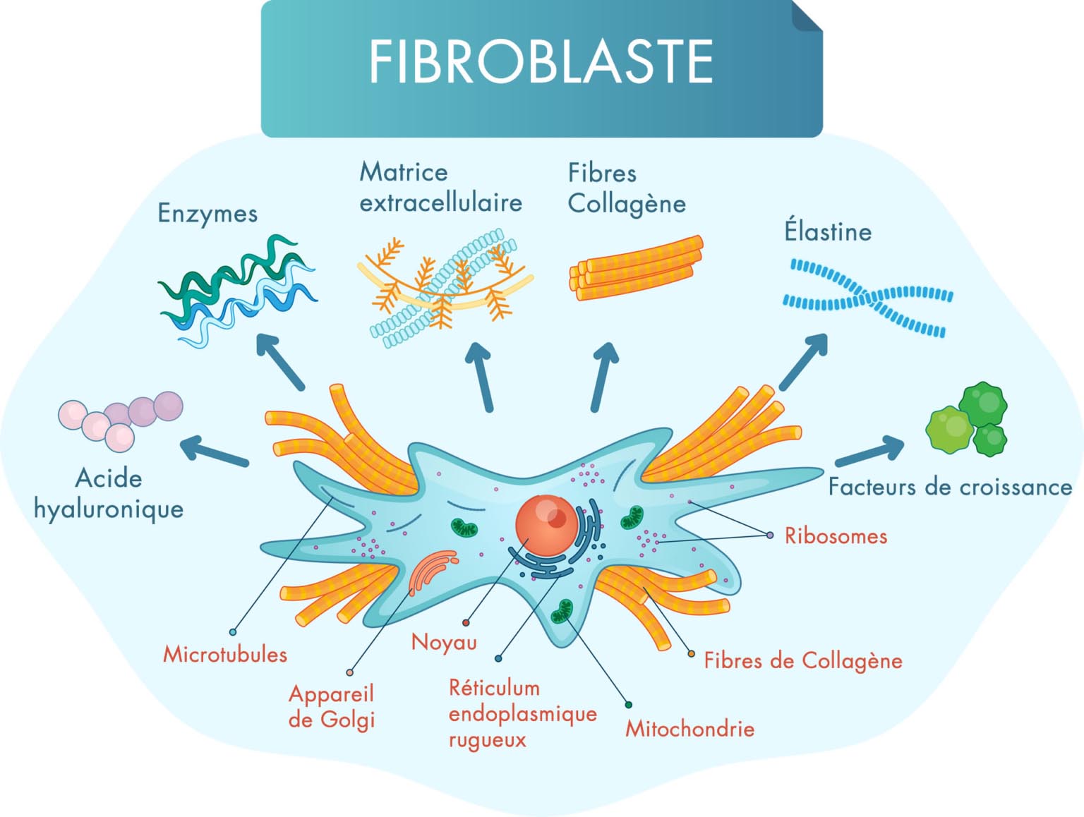 Fibroblastes | C’est Quoi ? Fonctions | Comment les Stimuler