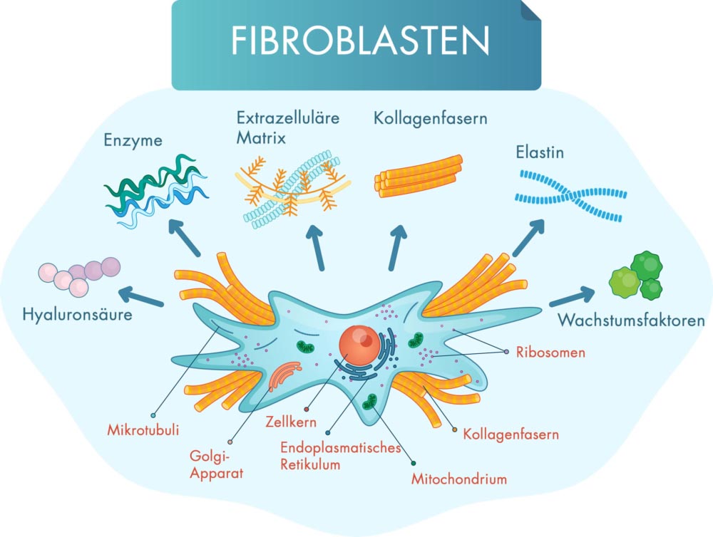 Fibroblasten | Was ist das? Funktionen | Stimulation | X115®