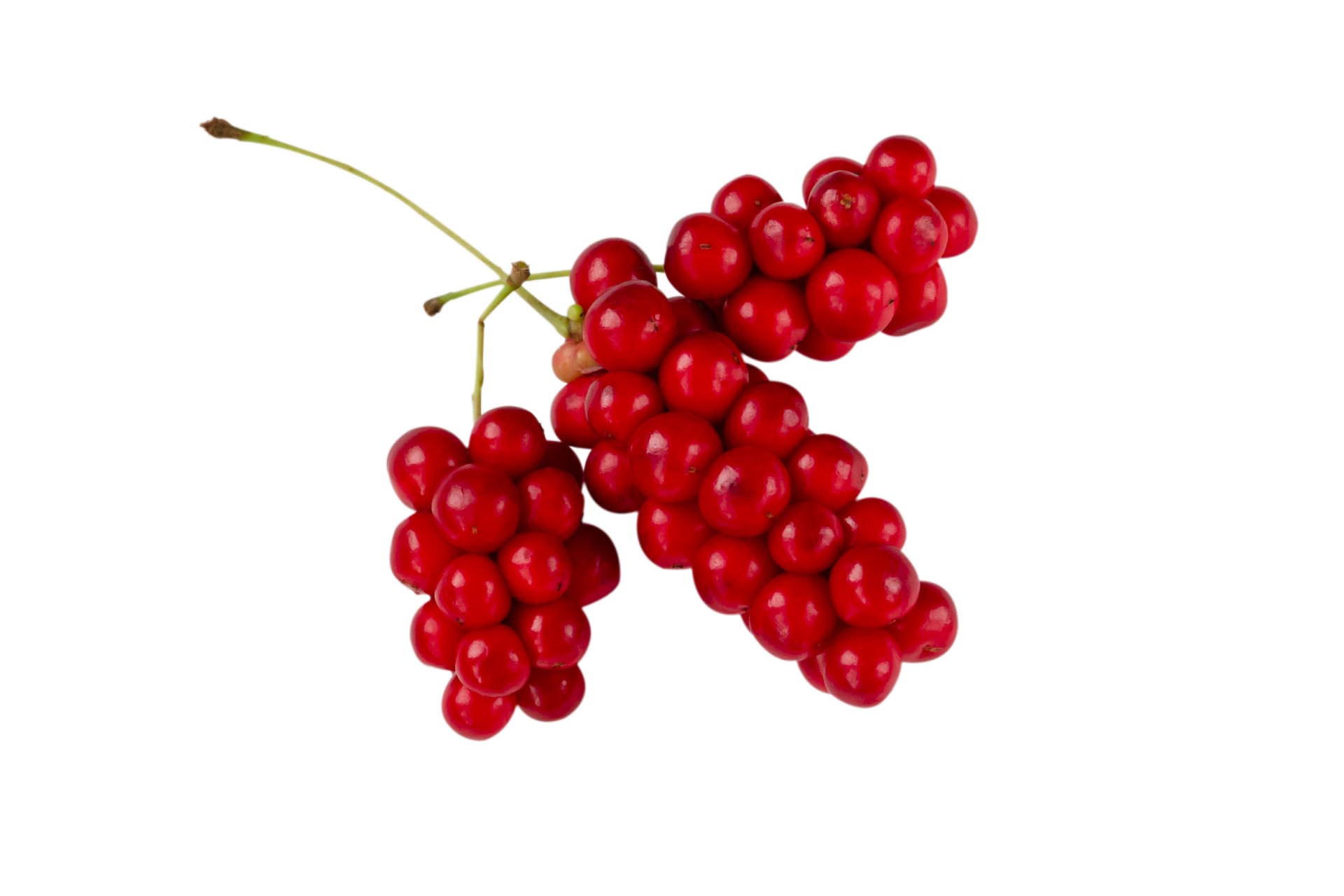 Schisandra | Usi, Proprietà, Benefici | Effetti Collaterali | X115®