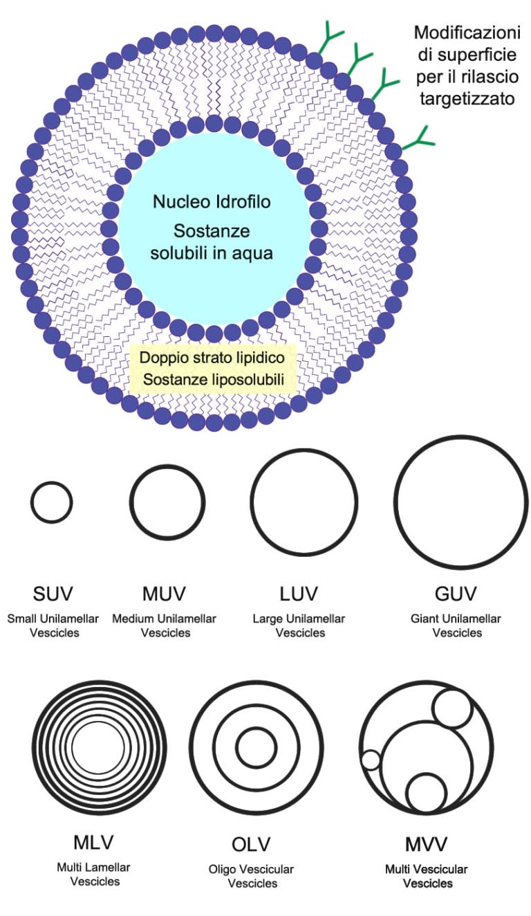 Liposomi | Proprietà | Usi e Benefici Terapeutici | X115®