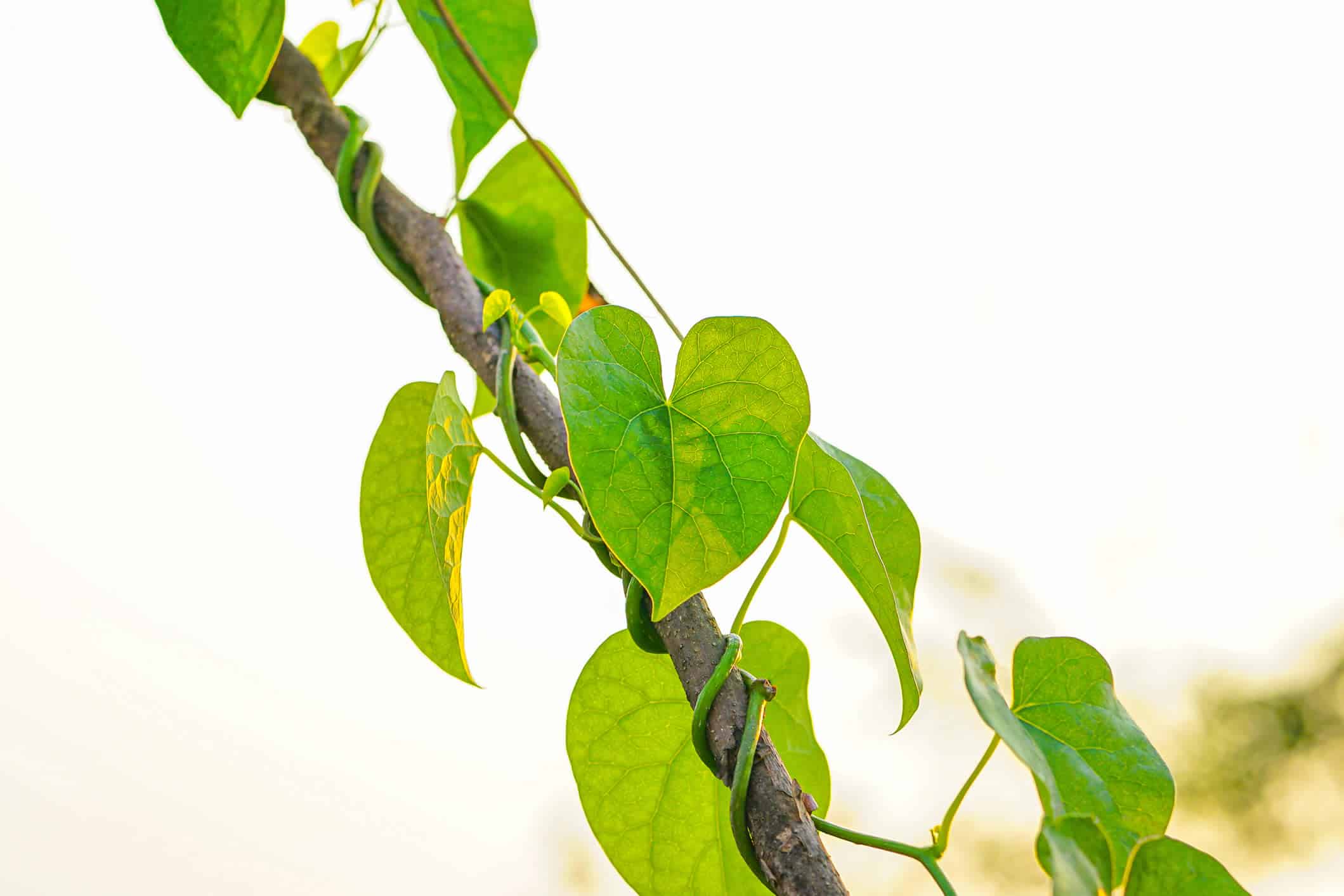 Guduchi (Giloe o Amrita) | Usi, Proprietà | Benefici, Controindicazioni